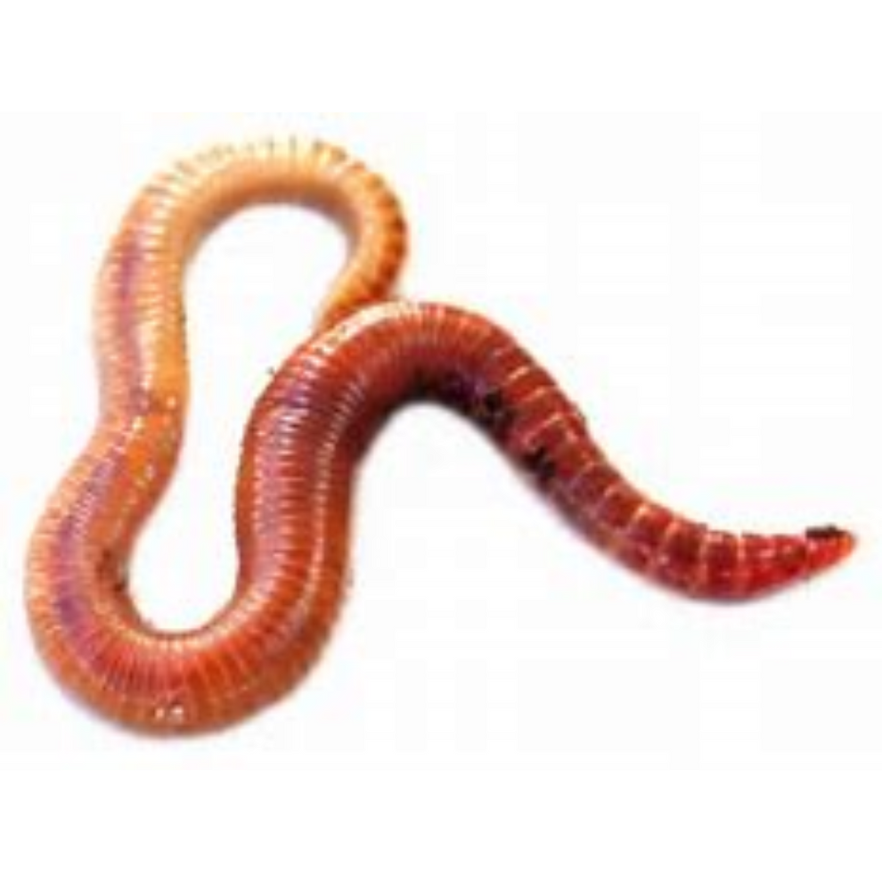 Canadian Nightcrawlers For Sale | Bulk Options Available | Ayers & Sons ...