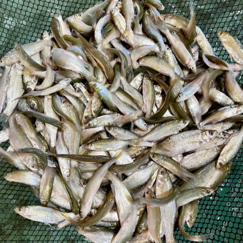 Live Crappie Minnows | Live Bait for Freshwater Fishing – Ayers Fish