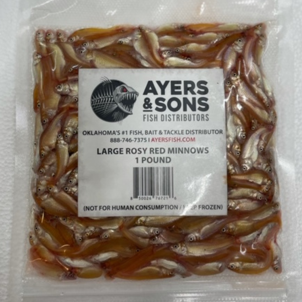 Frozen Rosy Red Minnows | Freshwater Fishing Minnows – Ayers Fish